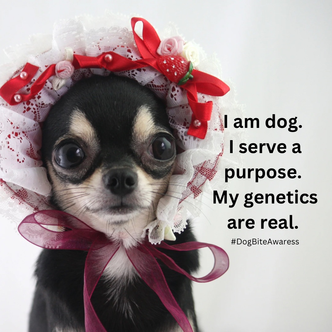 I am a Modern Dog – Parents for Dog Bite Awareness