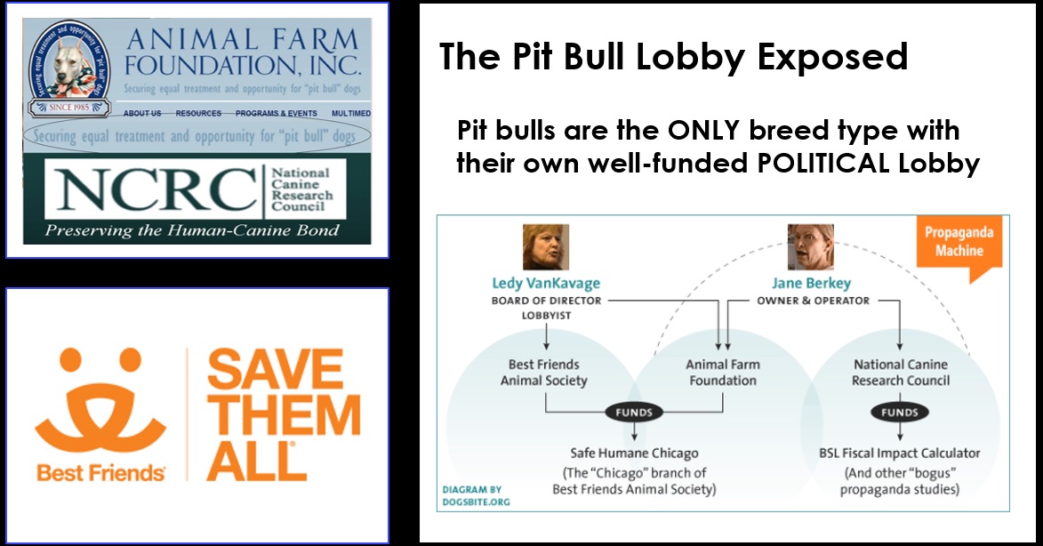 Authorities Fear Backlash from Pitbull Activists, Apathy Leads to Fatal ...