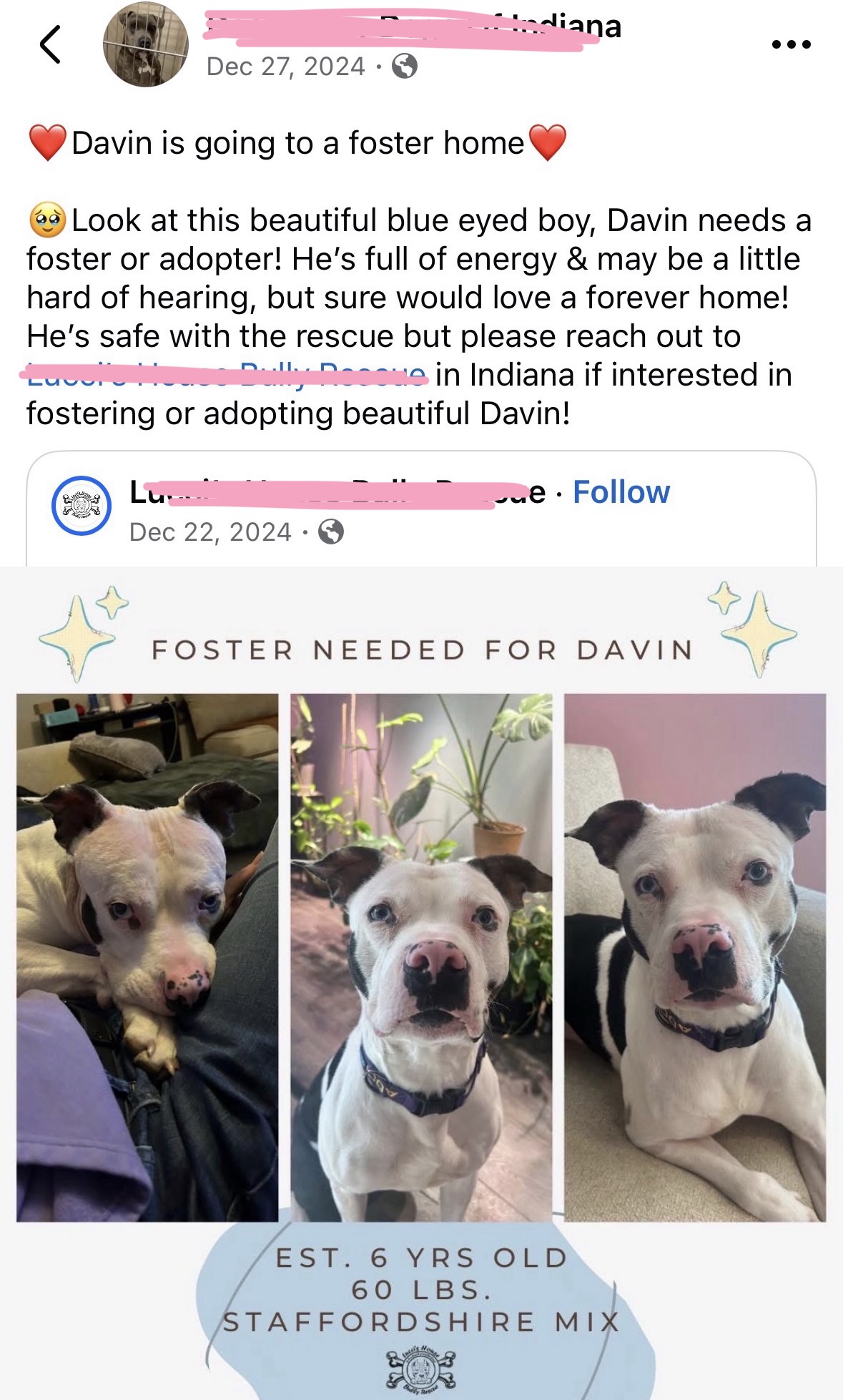 When Gentics Win: Davin – Parents for Dog Bite Awareness