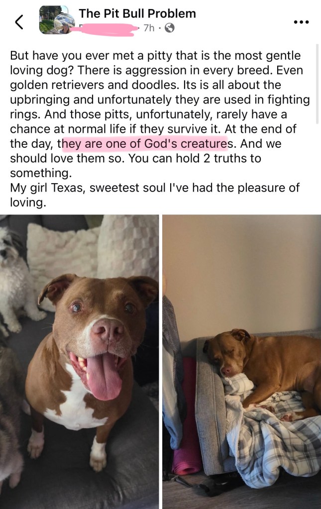 Bloodsport Dogs are Man Made Not God’s Creatures – Parents for Dog Bite ...